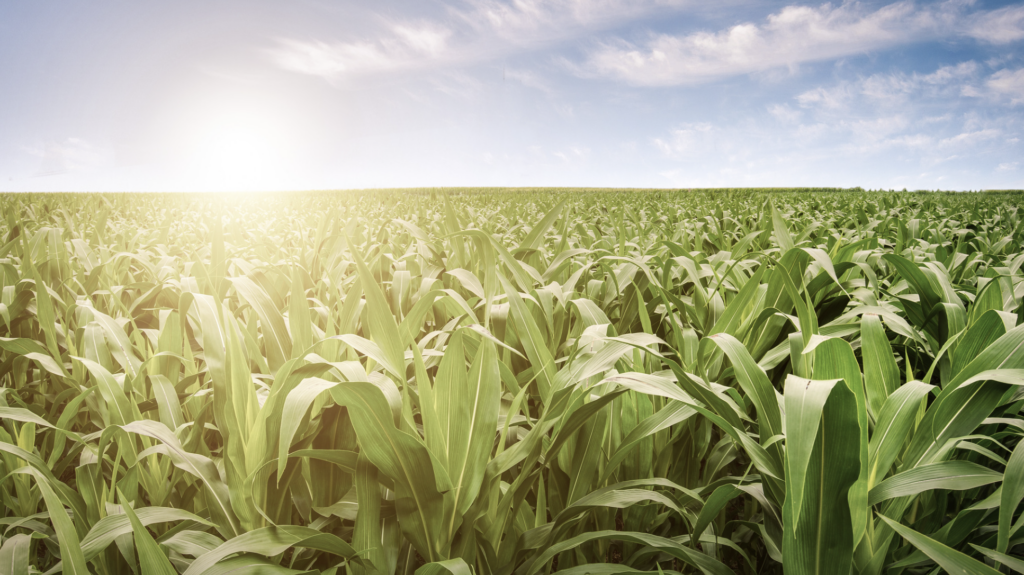 Seven ways to enjoy Ontario’s sweet corn harvest - Ontario Federation ...